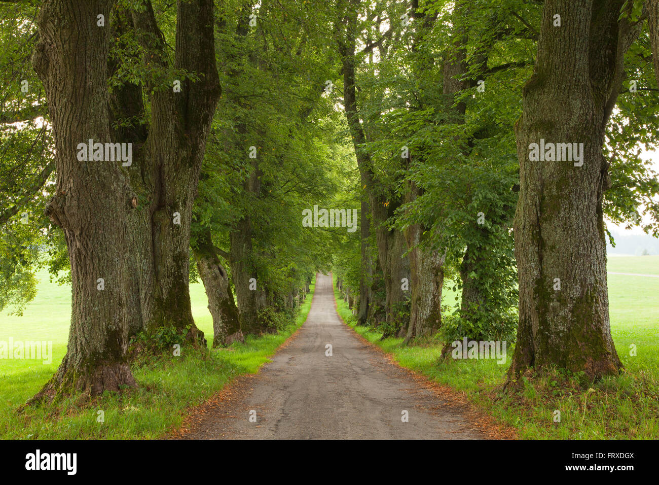 Lime alley, Kurfuerstenallee, at Marktoberdorf, Allgaeu, Bavaria ...