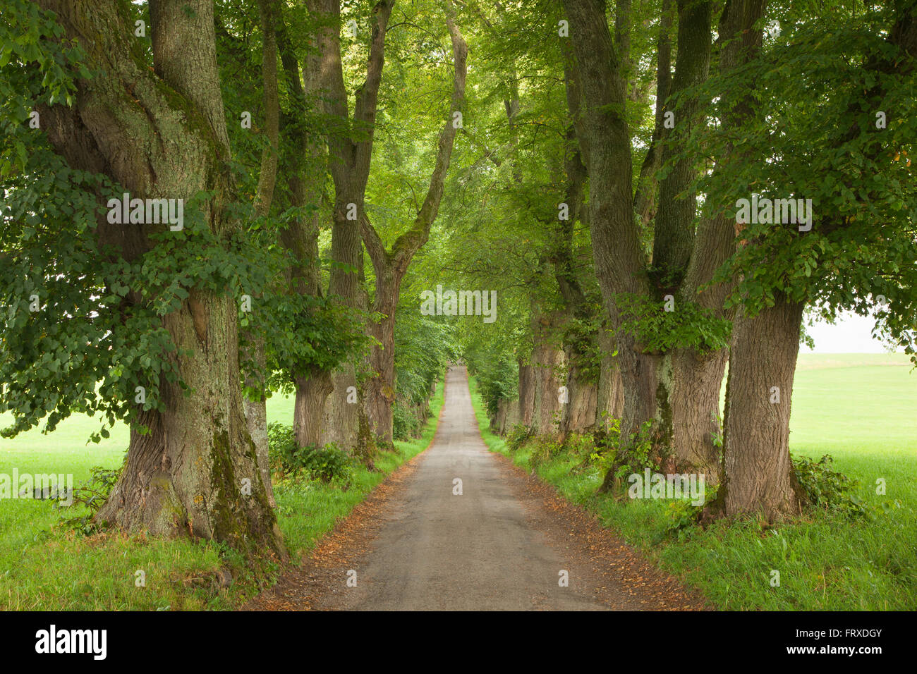 Lime alley Kurfuerstenallee at Marktoberdorf, Allgaeu, Bavaria, Germany ...
