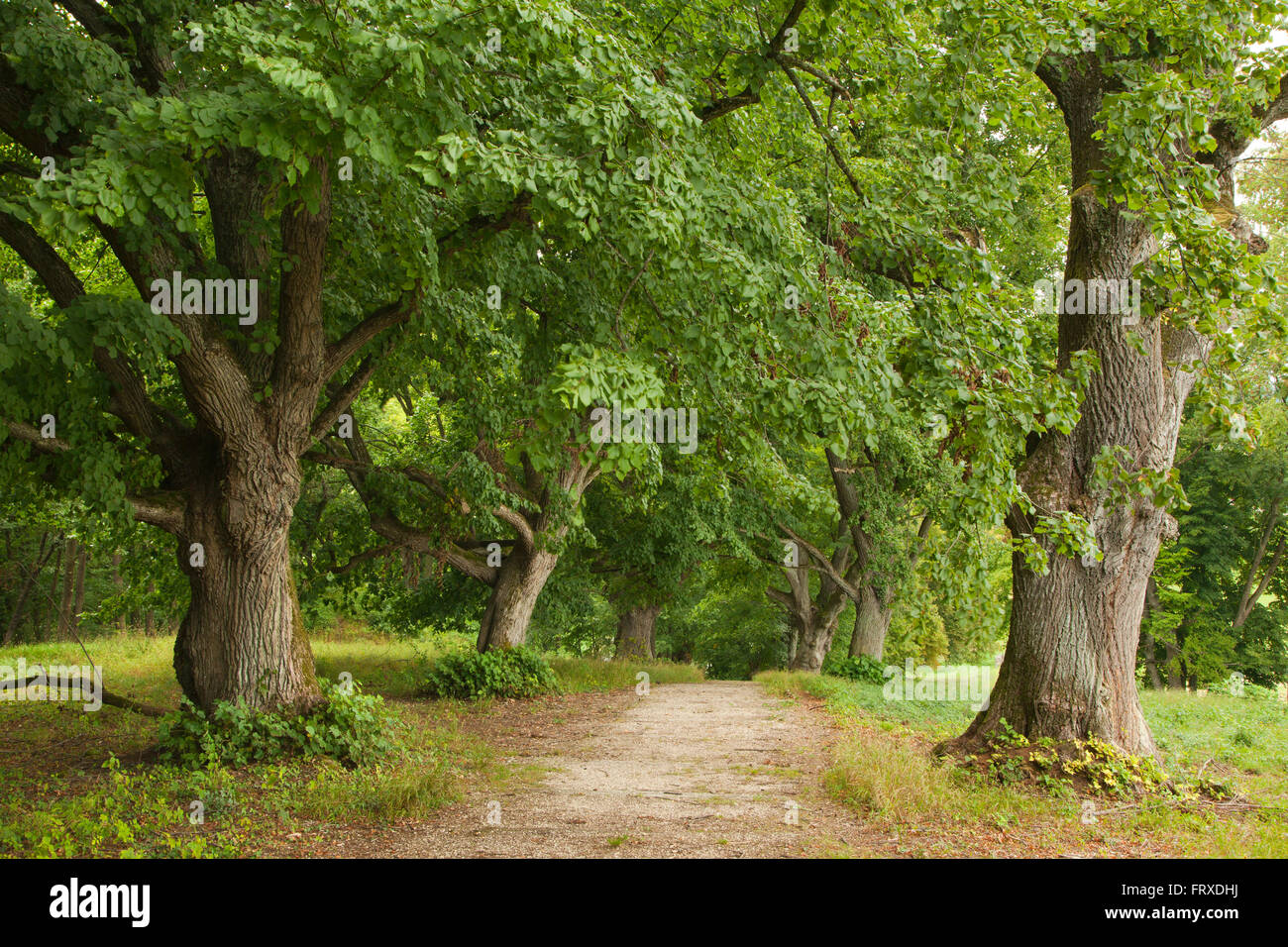 Lime alley, near Neuburg an der Donau, Bavaria, Germany Stock Photo - Alamy