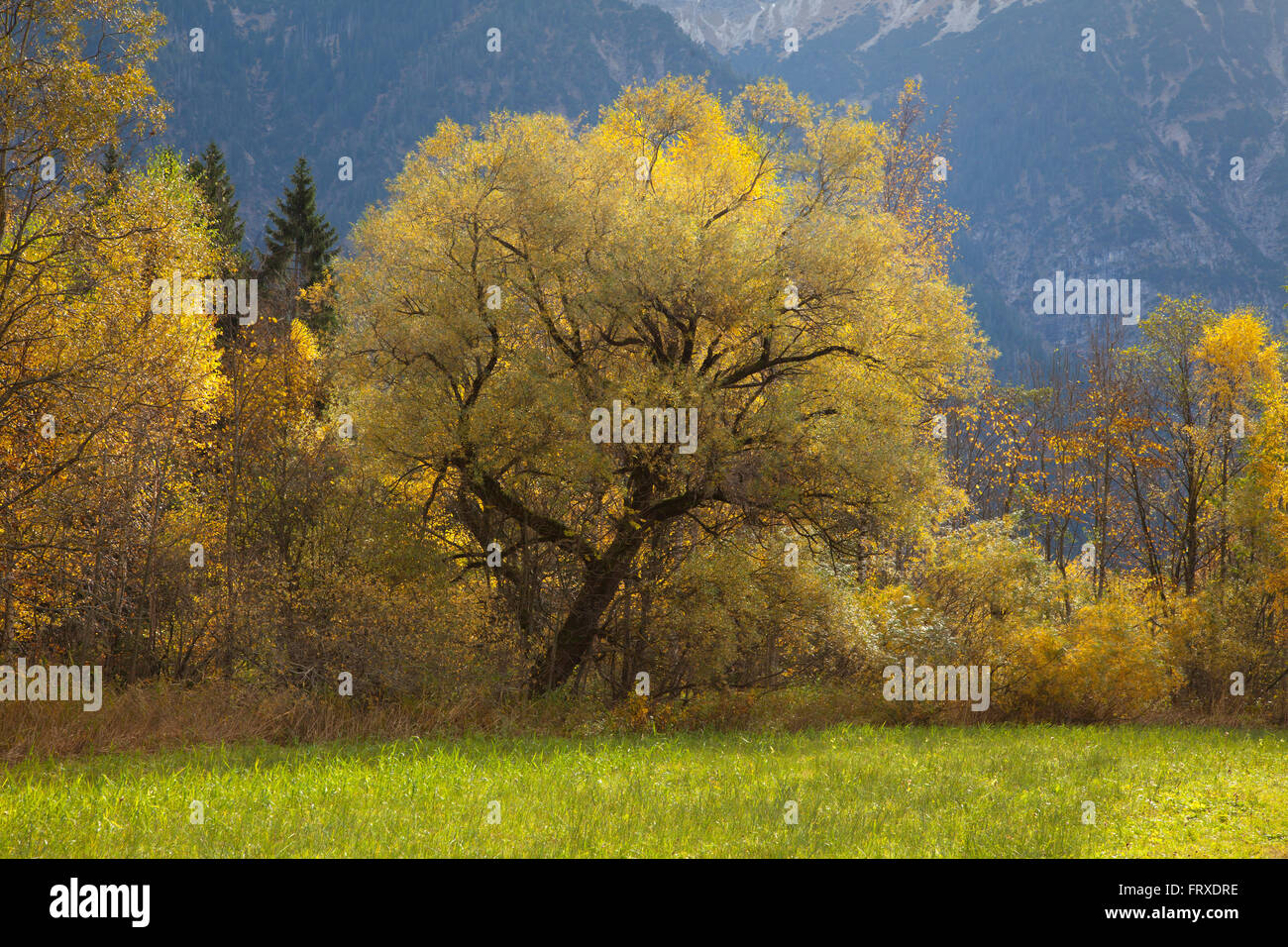 Autumn foliage, Ammer valley, near Oberammergau, Bavaria, Germany Stock ...