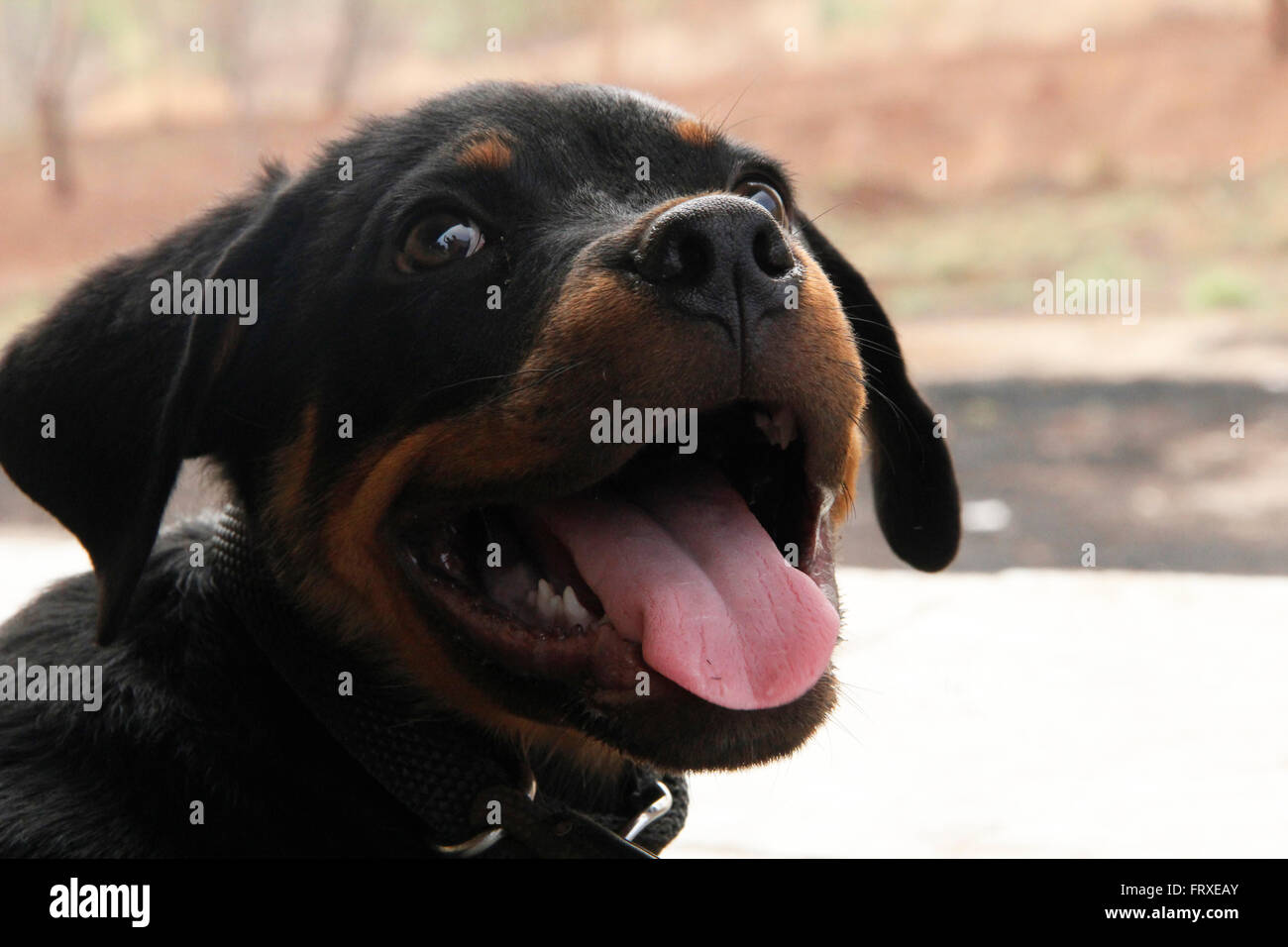 A puppy smiling at camera Stock Photo - Alamy