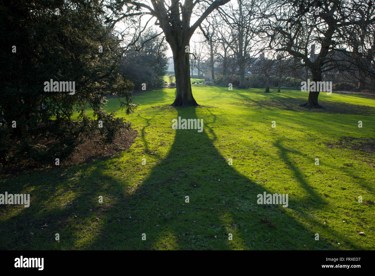A large tree in a park or public space casts a huge shadow across the ...