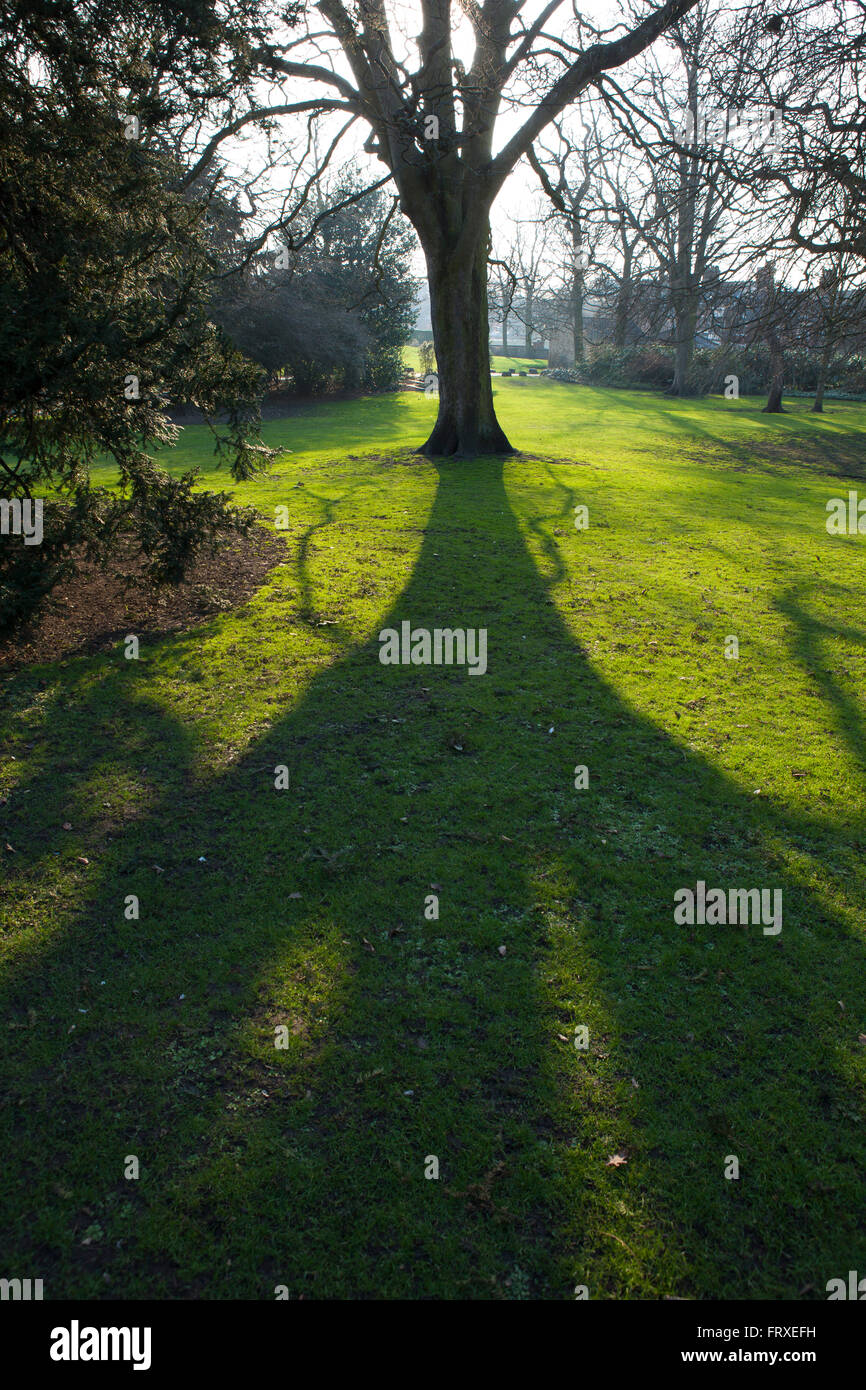 A large tree in a park or public space casts a huge shadow across the ...