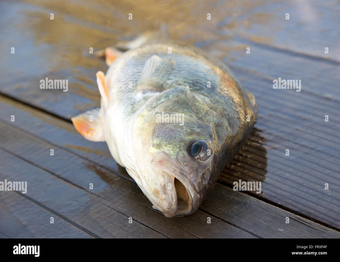 Wet wood perch hi-res stock photography and images - Alamy