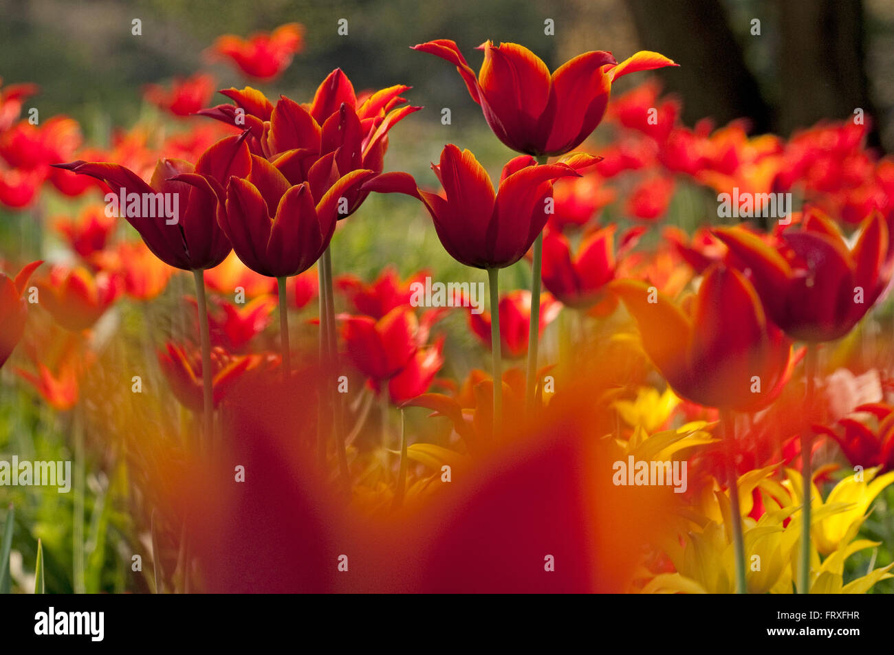 Hermannshof germany hi-res stock photography and images - Alamy