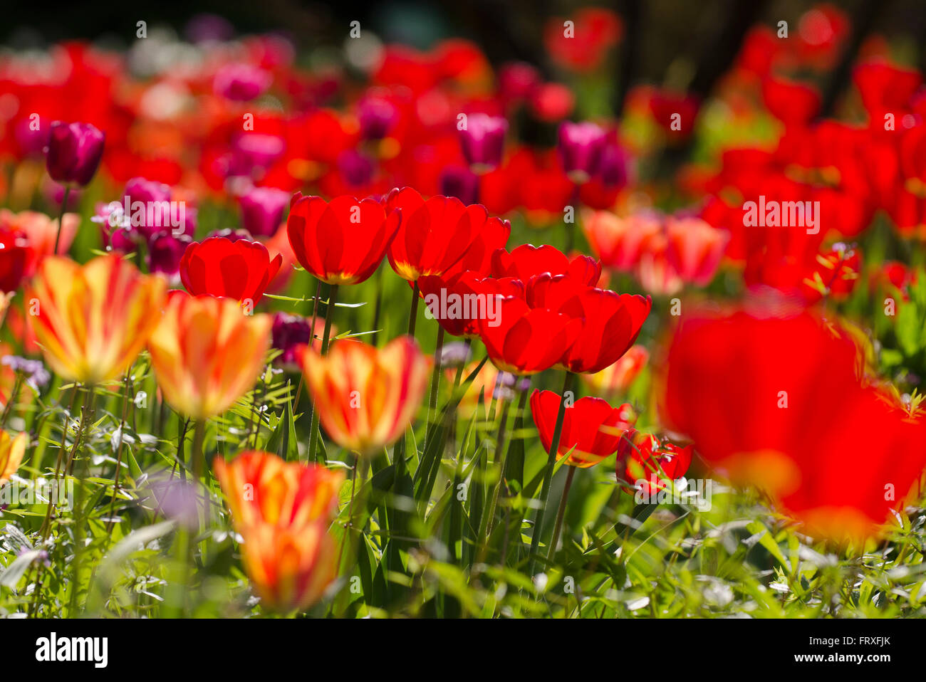 Tulips in the garden, Hermannshof, Weinheim, Baden-Wuerttemberg ...