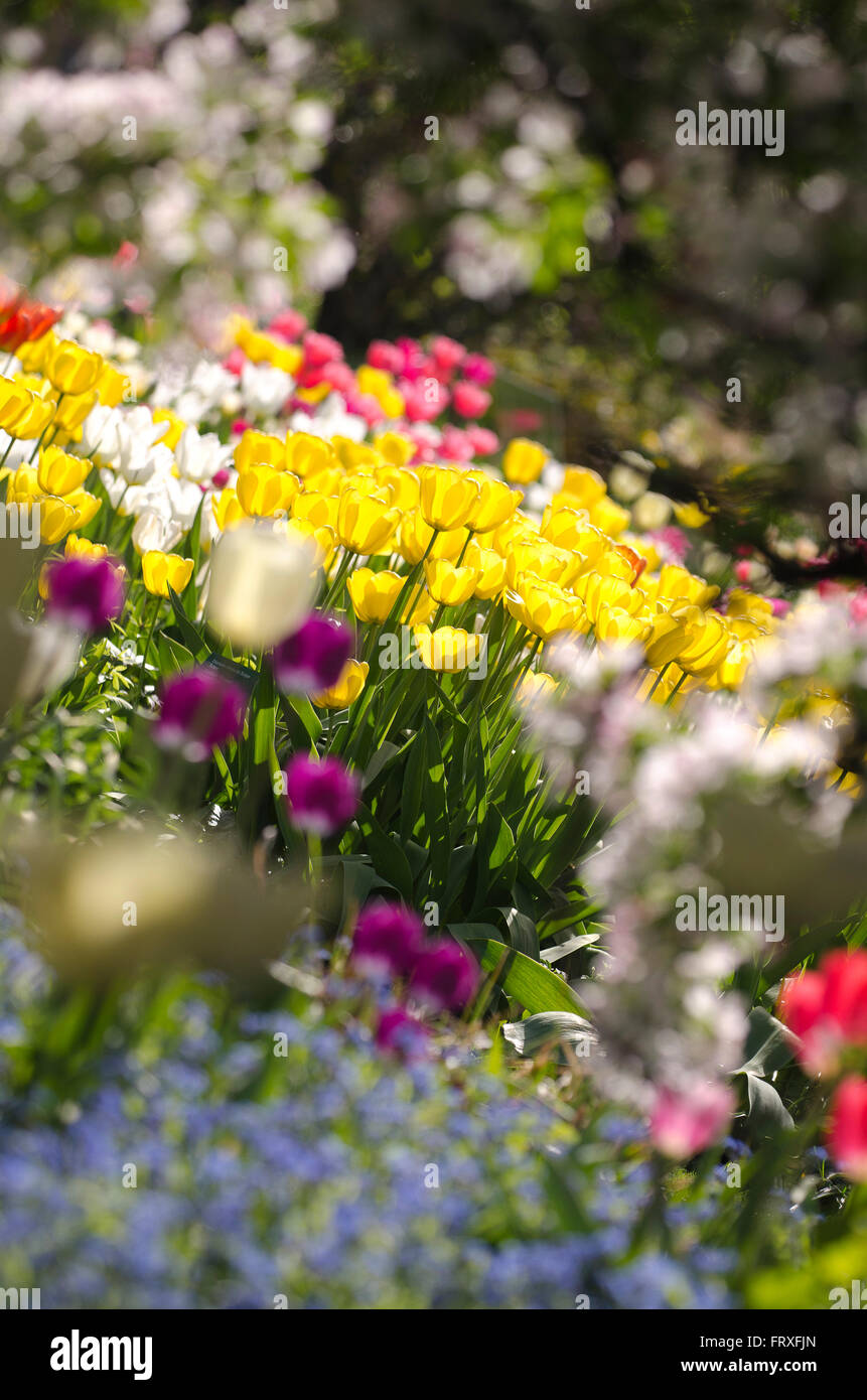 Tulips in blossom, Hermannshof, Weinheim, Baden-Wuerttemberg, Germany ...