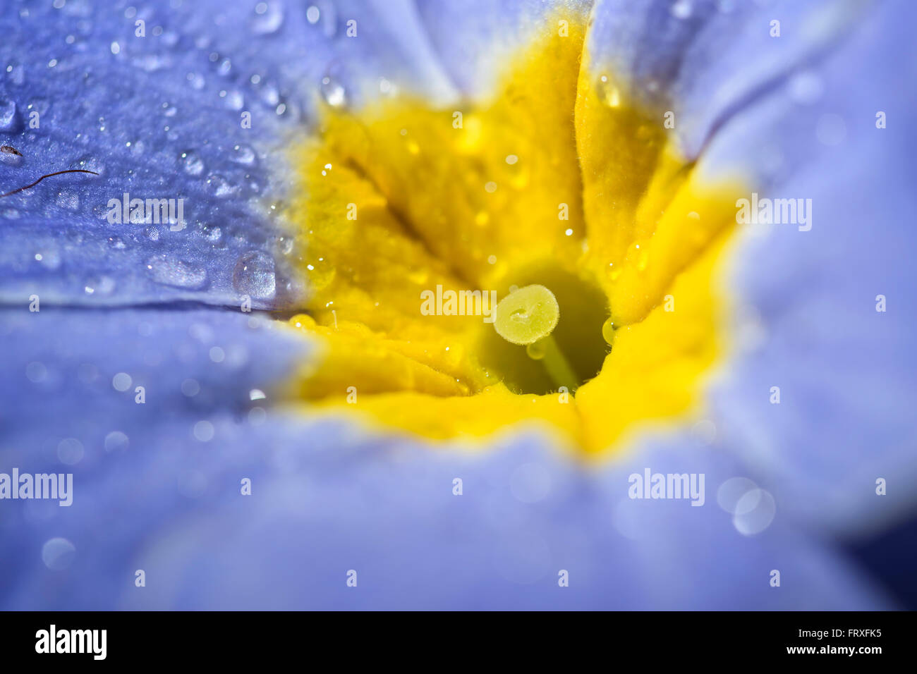 macro purple primrose with raindrop Stock Photo - Alamy