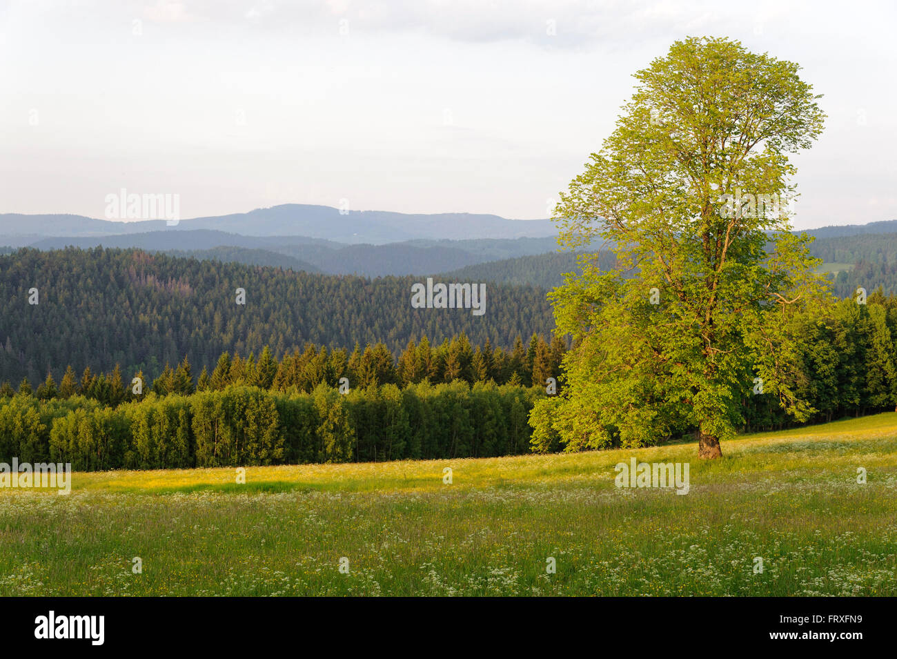 Sumava national park hi-res stock photography and images - Alamy
