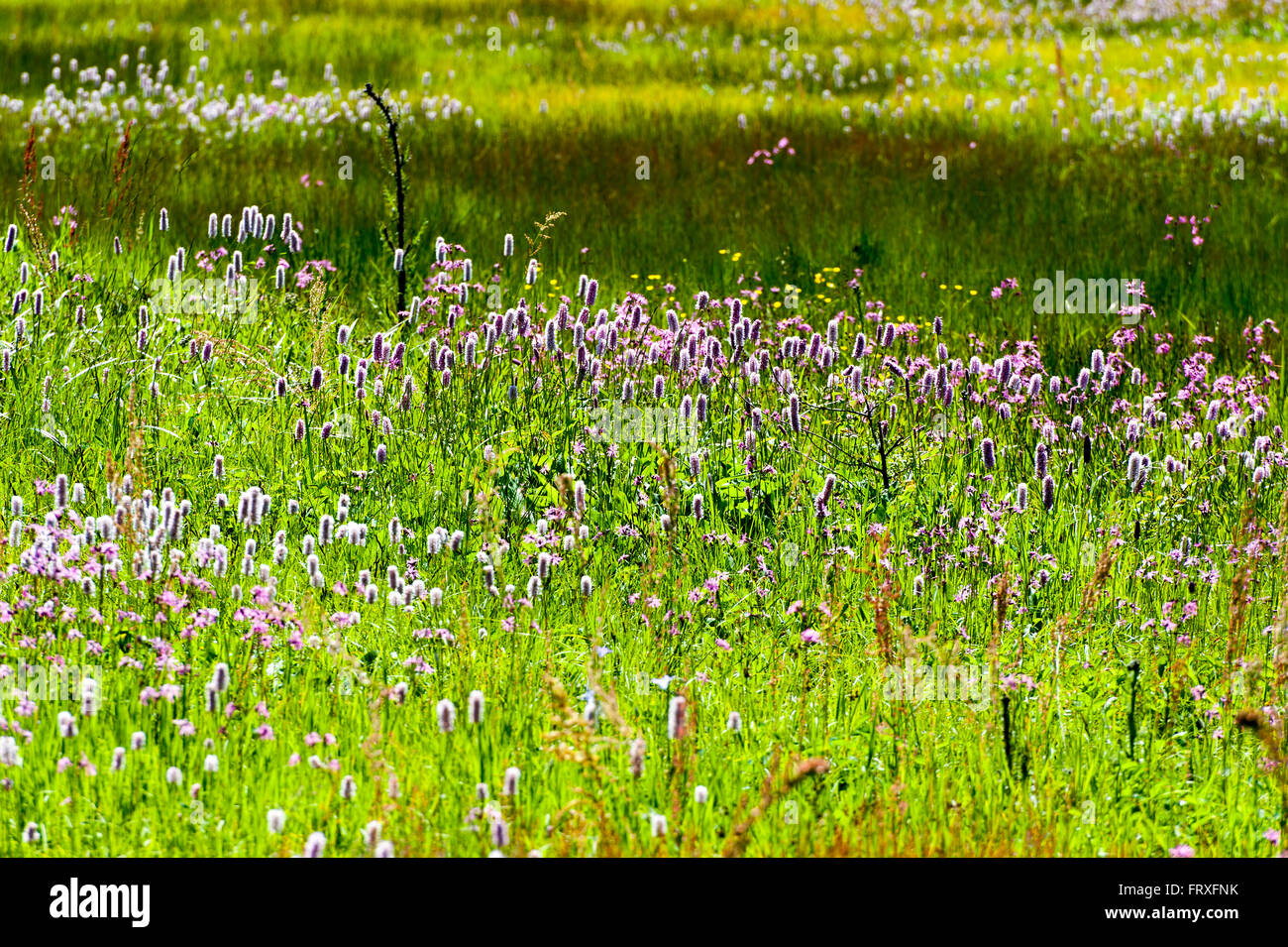 Marsh with wild flowers, national park near Sankt Oswald, Bavarian ...