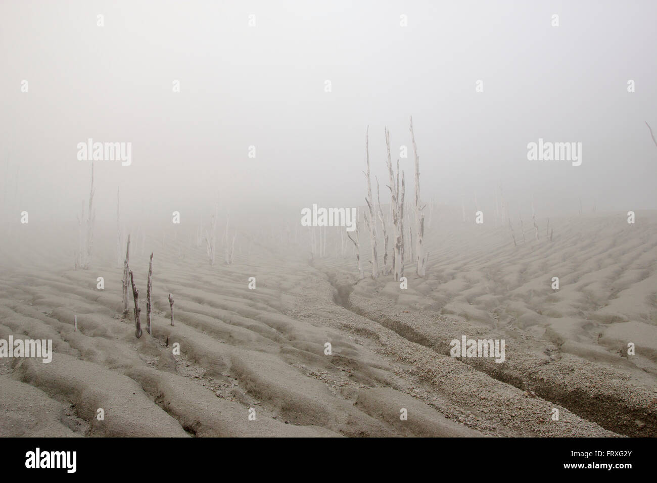 Dead trees after the volcanic eruption of 2011, Cordon Caulle on ...