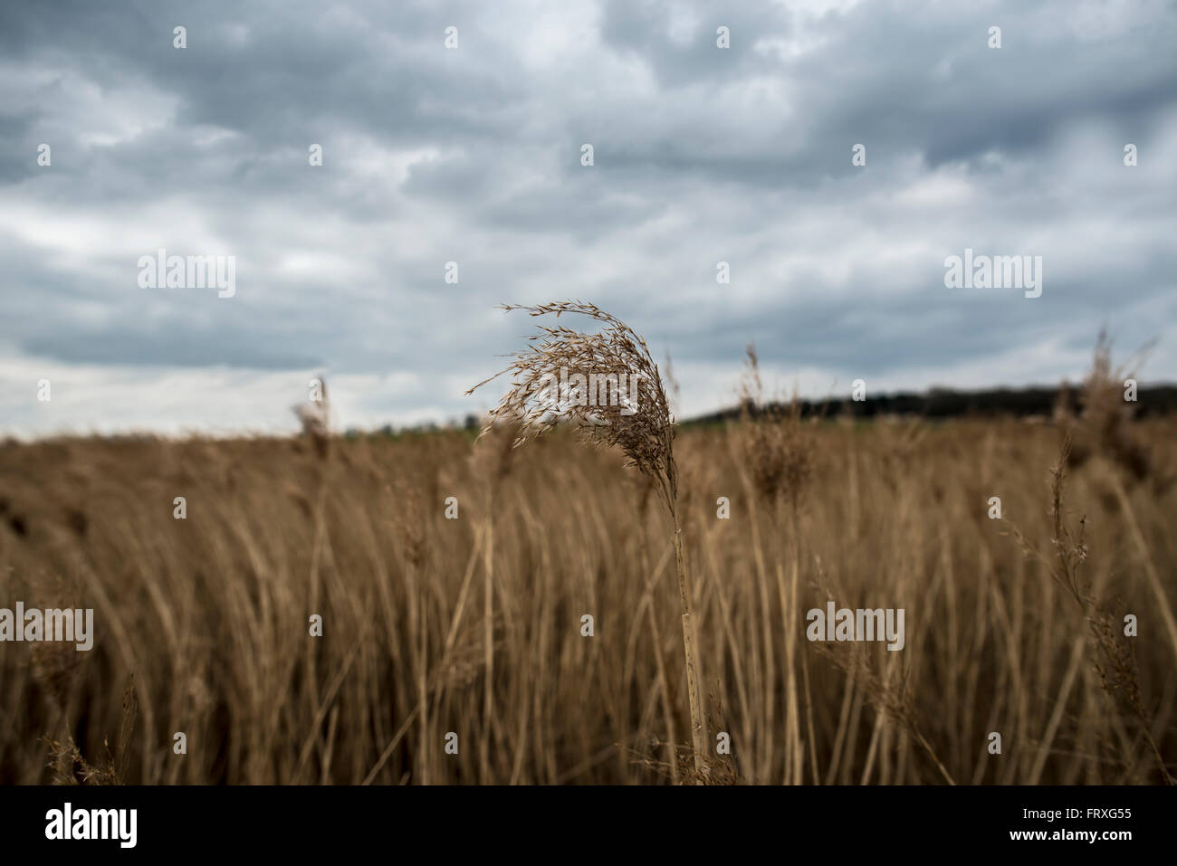 Suffolk reed bed landscape hi-res stock photography and images - Alamy