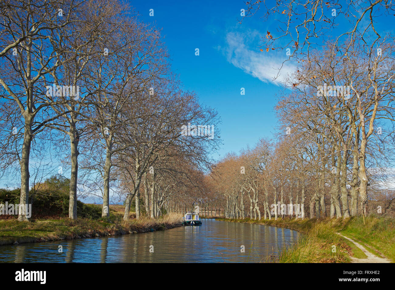 Sycamore trees hi-res stock photography and images - Alamy