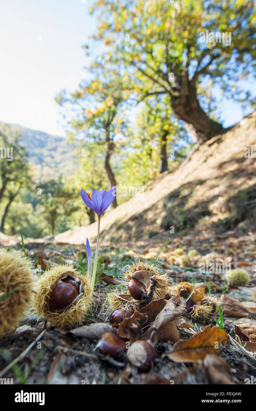 Saffron trees hi-res stock photography and images - Alamy