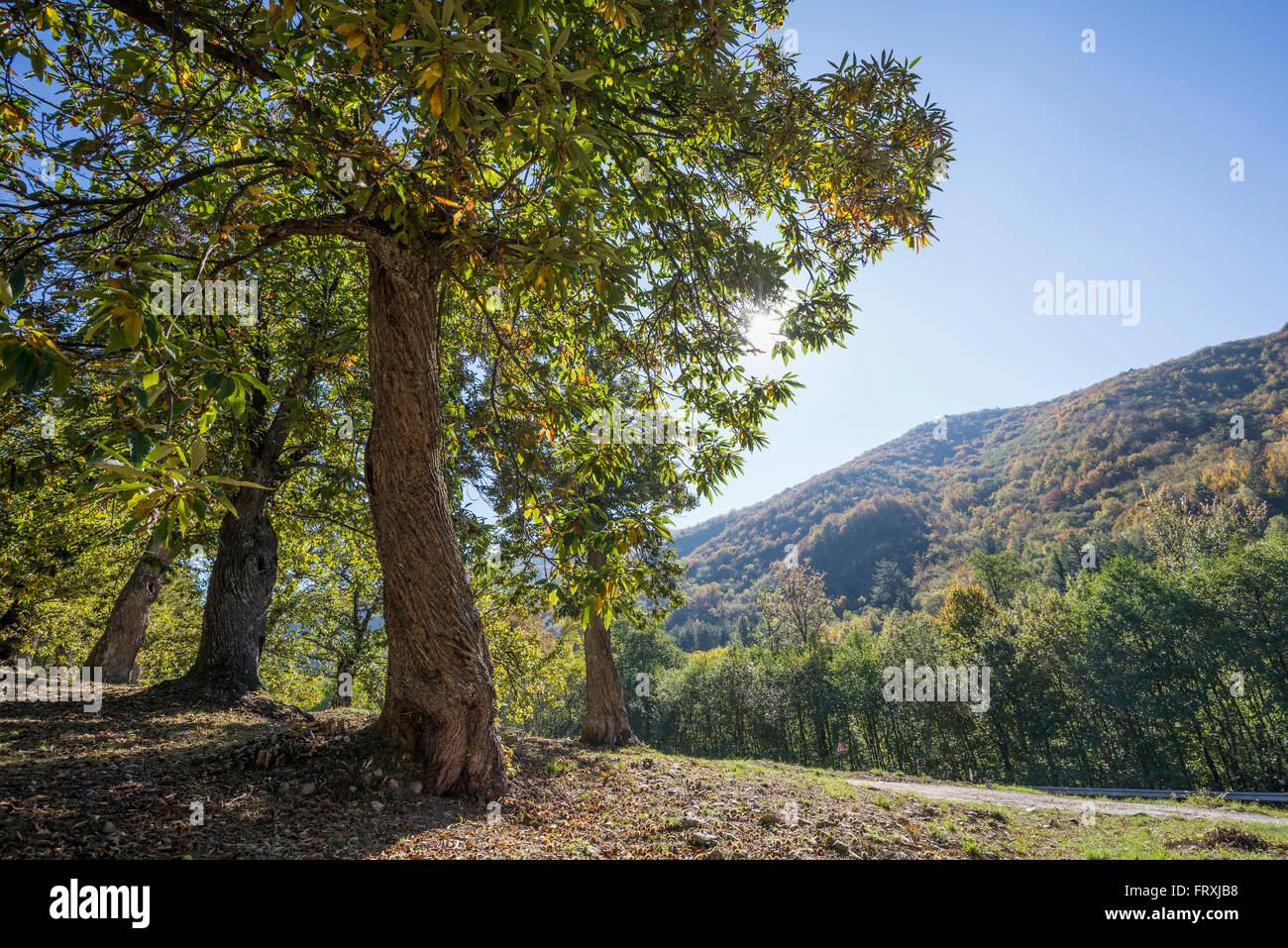 Chestnut trees italy hi-res stock photography and images - Alamy