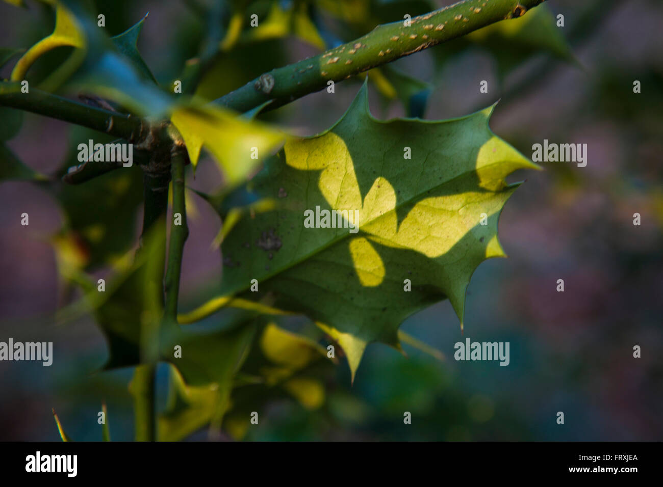 Sharp edged holly leaves glowing in the low winter sunshine in a ...