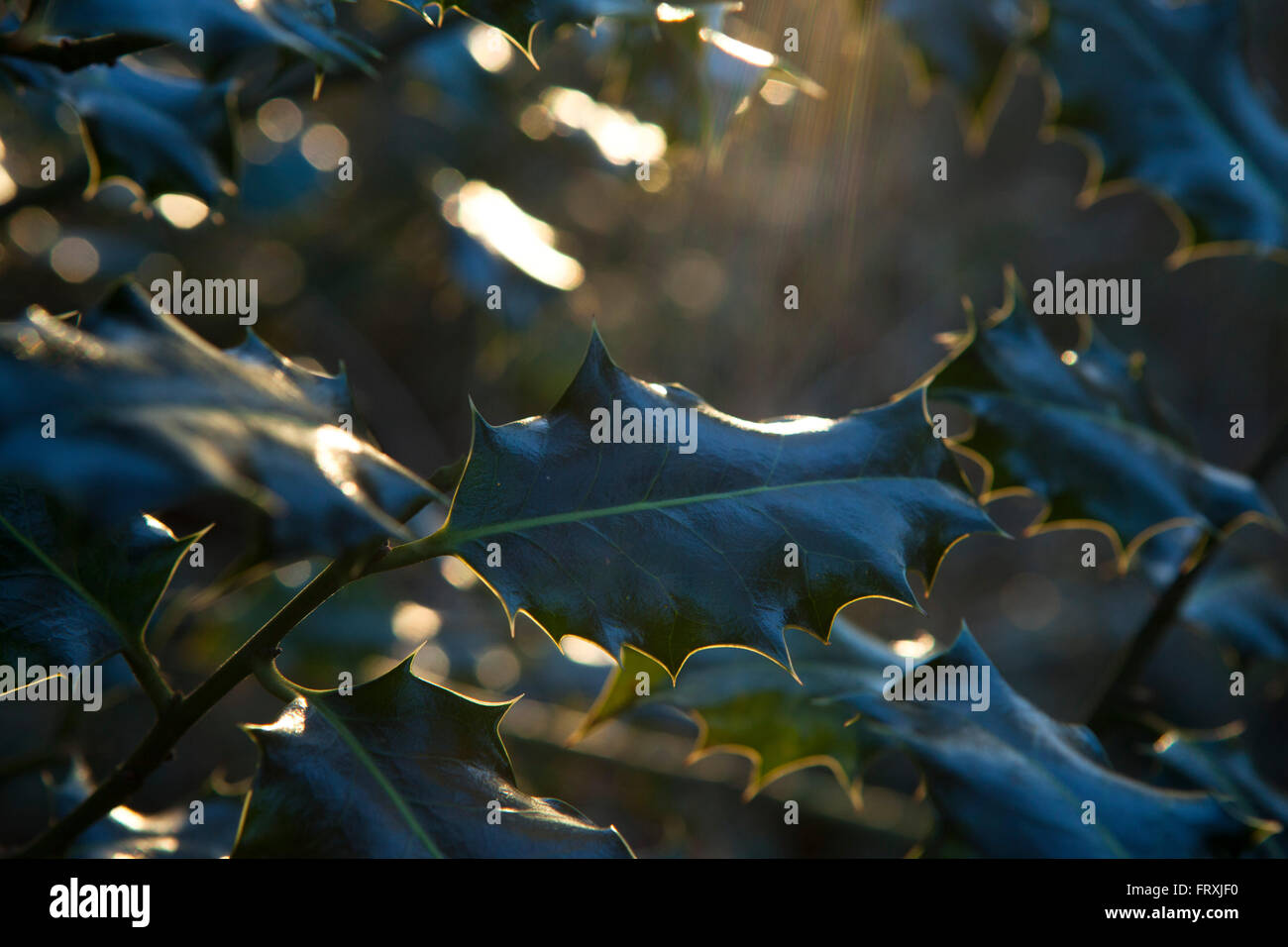 Sharp edged holly leaves glowing in the low winter sunshine in a ...