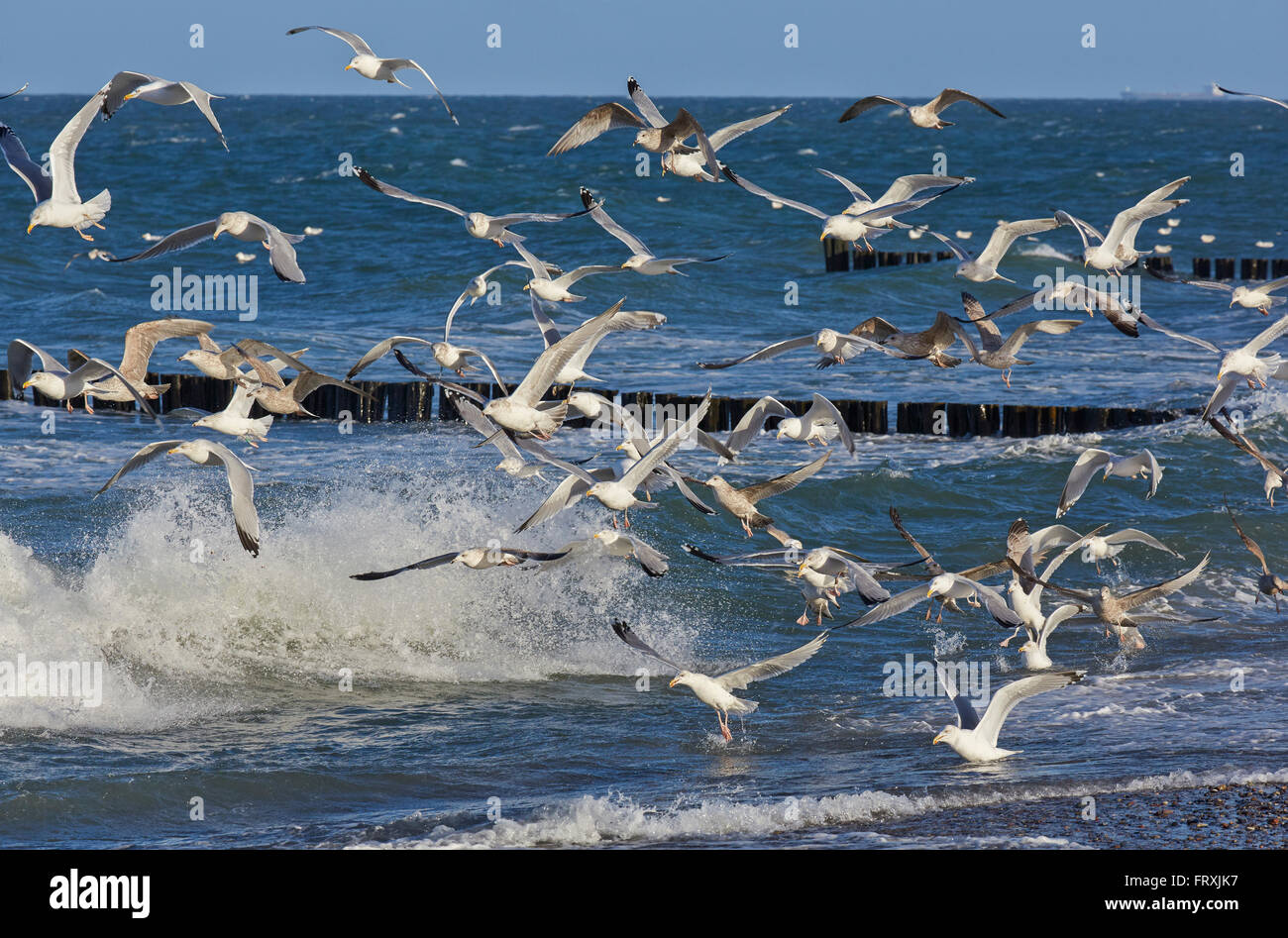 Large sea birds hi-res stock photography and images - Alamy