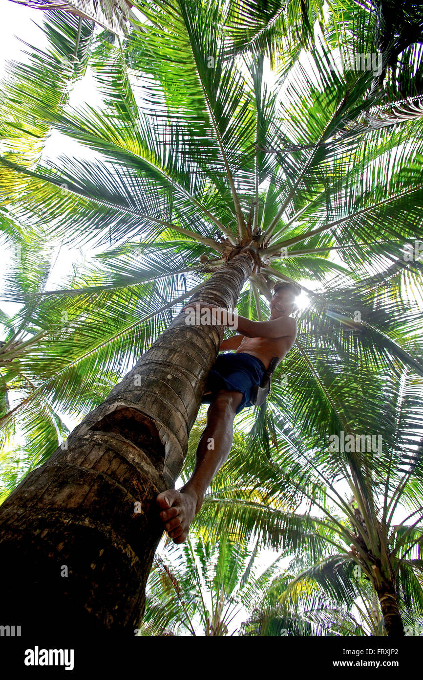 Indonesia tree climbing hi-res stock photography and images - Alamy