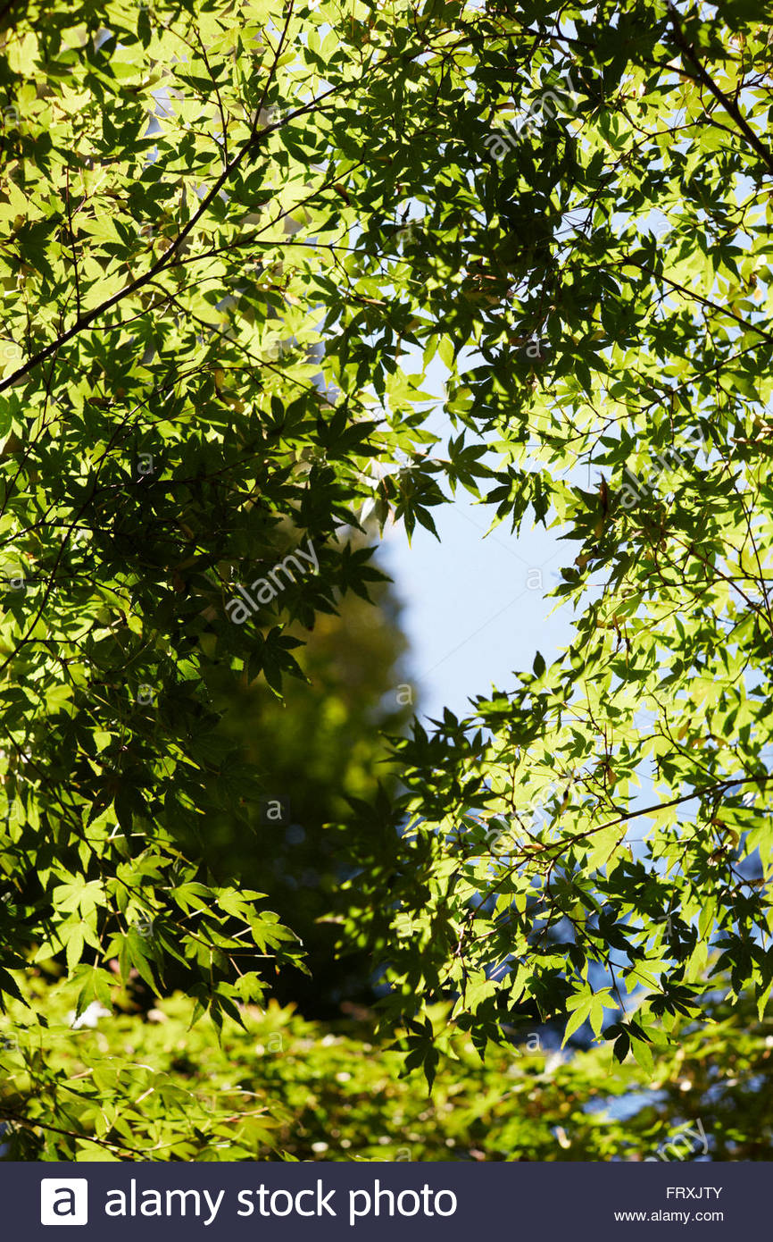 Dwarf Maple High Resolution Stock Photography and Images - Alamy