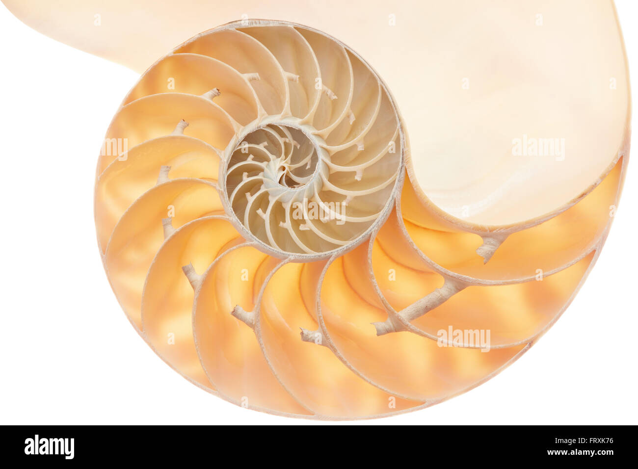 Fibonacci hi-res stock photography and images - Alamy