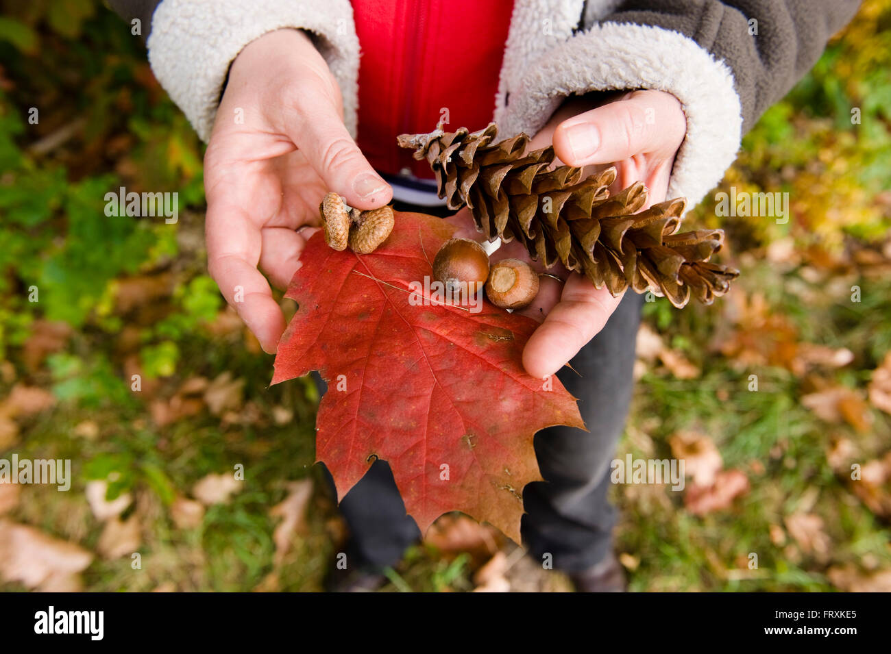 Hands holding acorns hi-res stock photography and images - Alamy