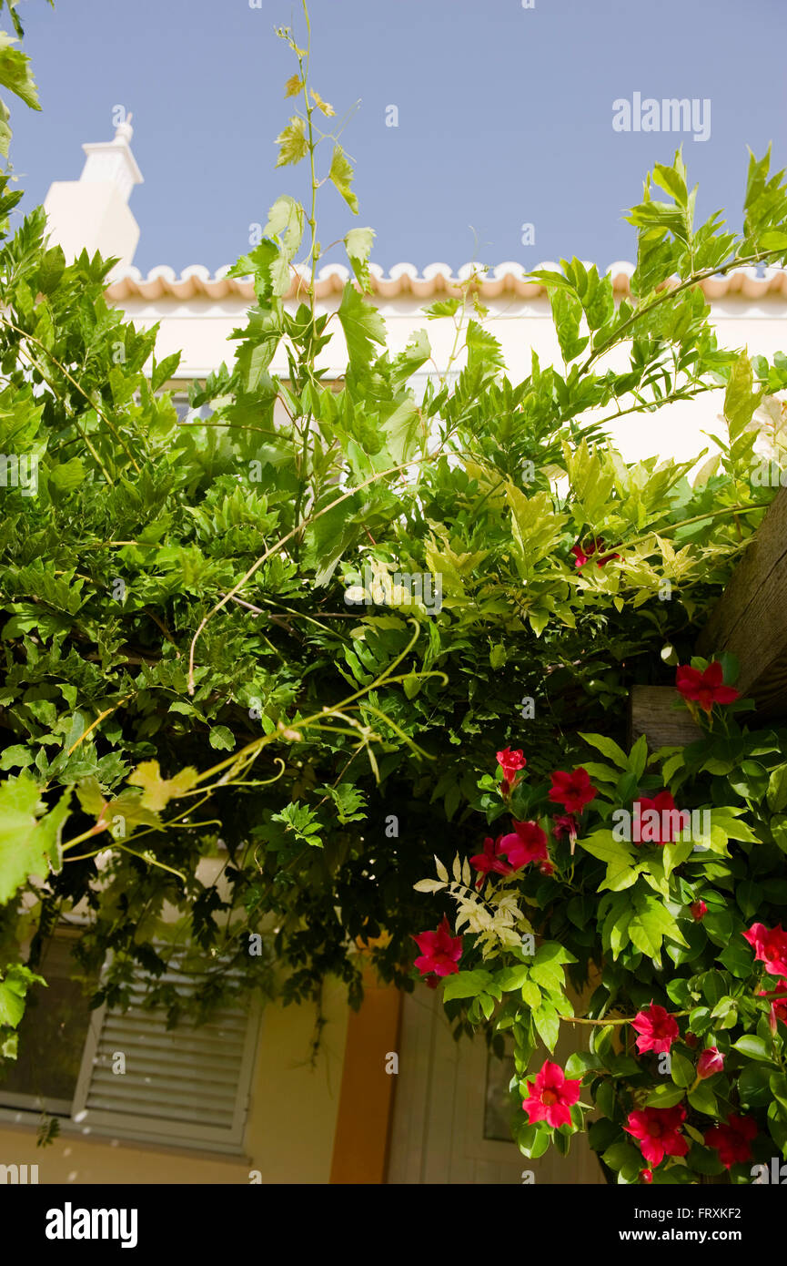 Creepers architecture hi-res stock photography and images - Alamy