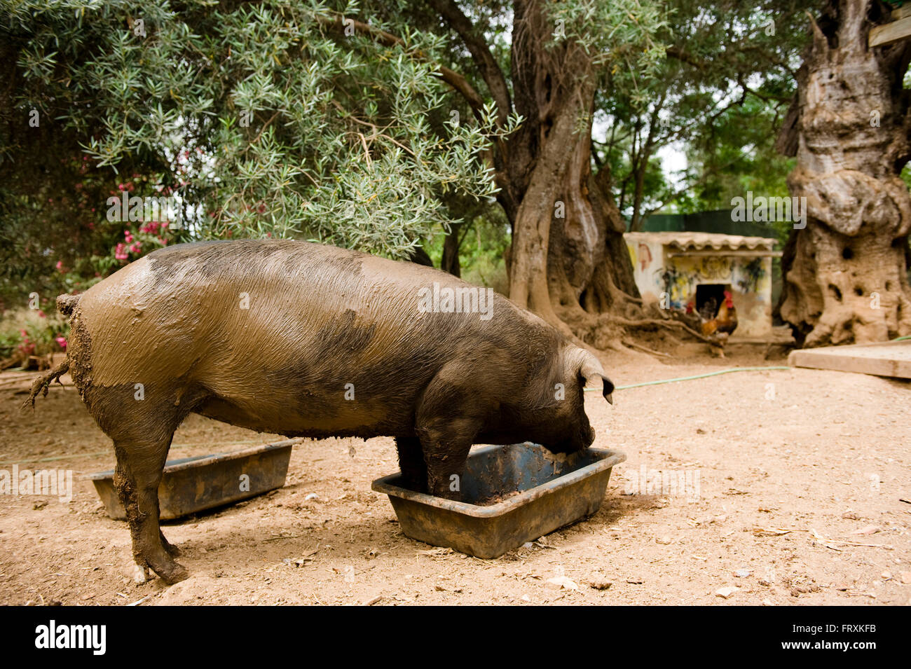 Pig, Algarve, Portugal Stock Photo - Alamy