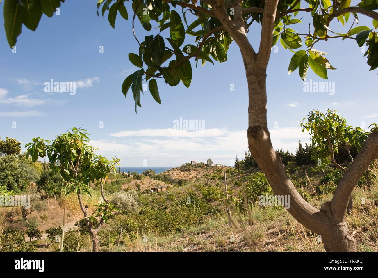 Mango grove hi-res stock photography and images - Alamy