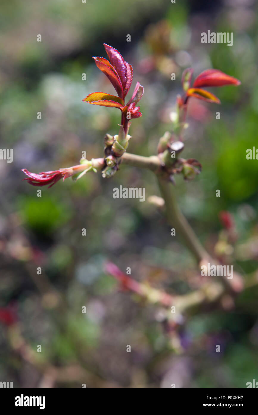 Rose New Growth Leaf High Resolution Stock Photography and Images - Alamy