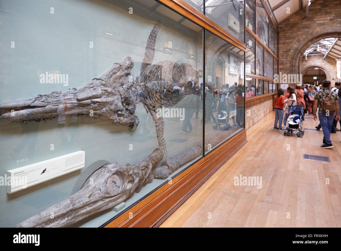 Natural History Museum interior with Ichthyosaur dinosaur fossil and ...