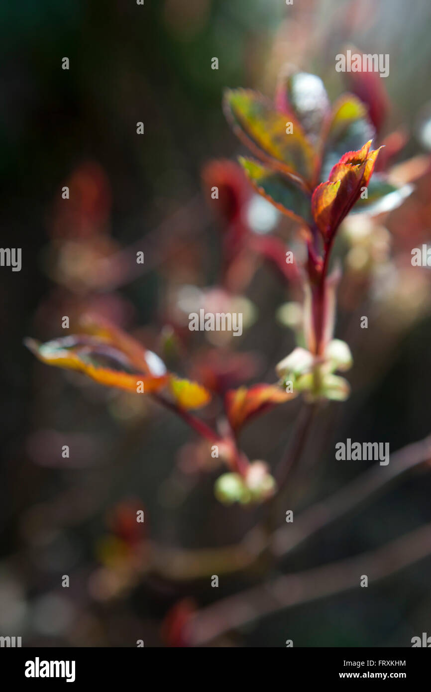 A rose bush begins to sprout in the spring sunshine with tiny delicate ...