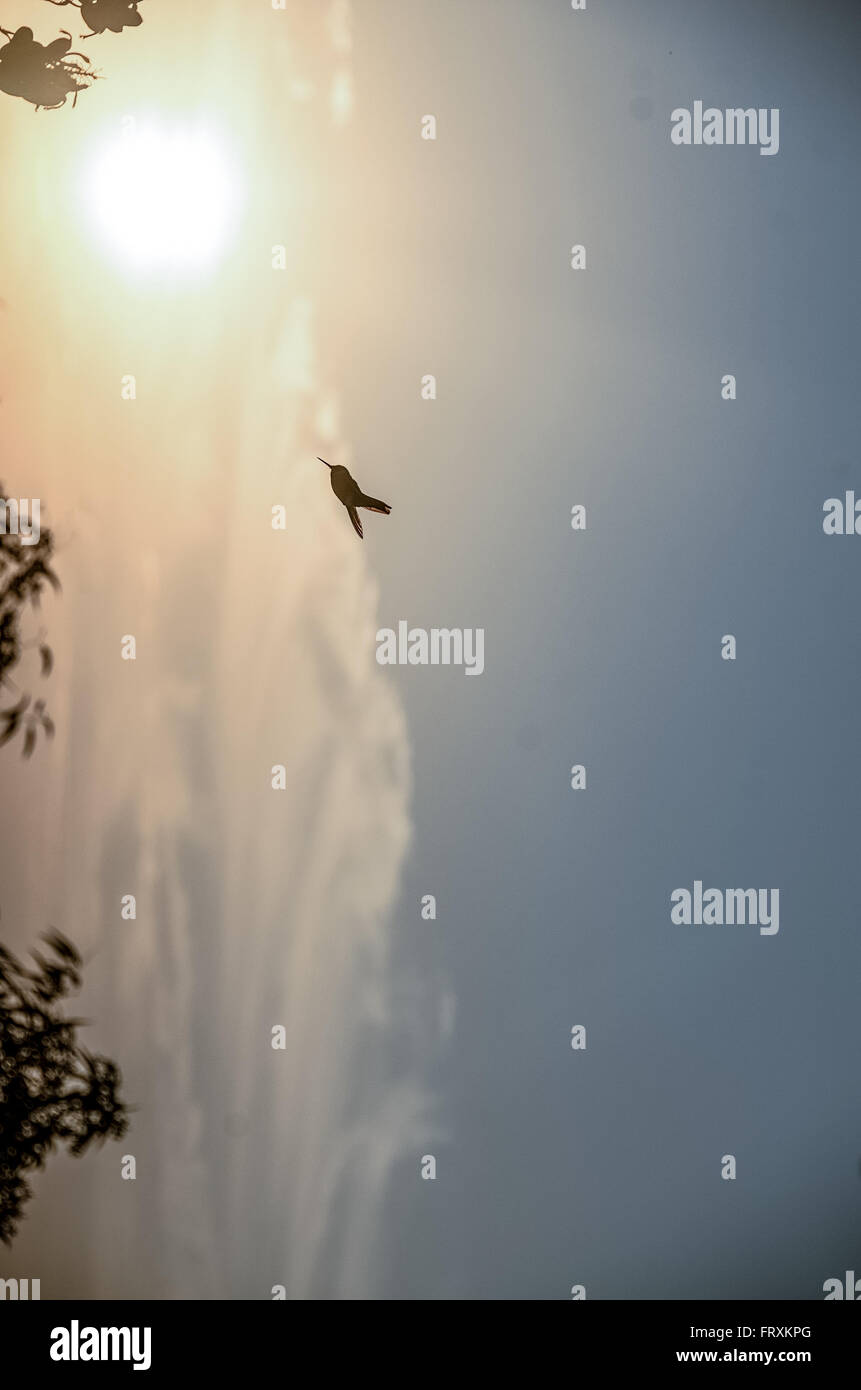 Colibri at tree hi-res stock photography and images - Alamy