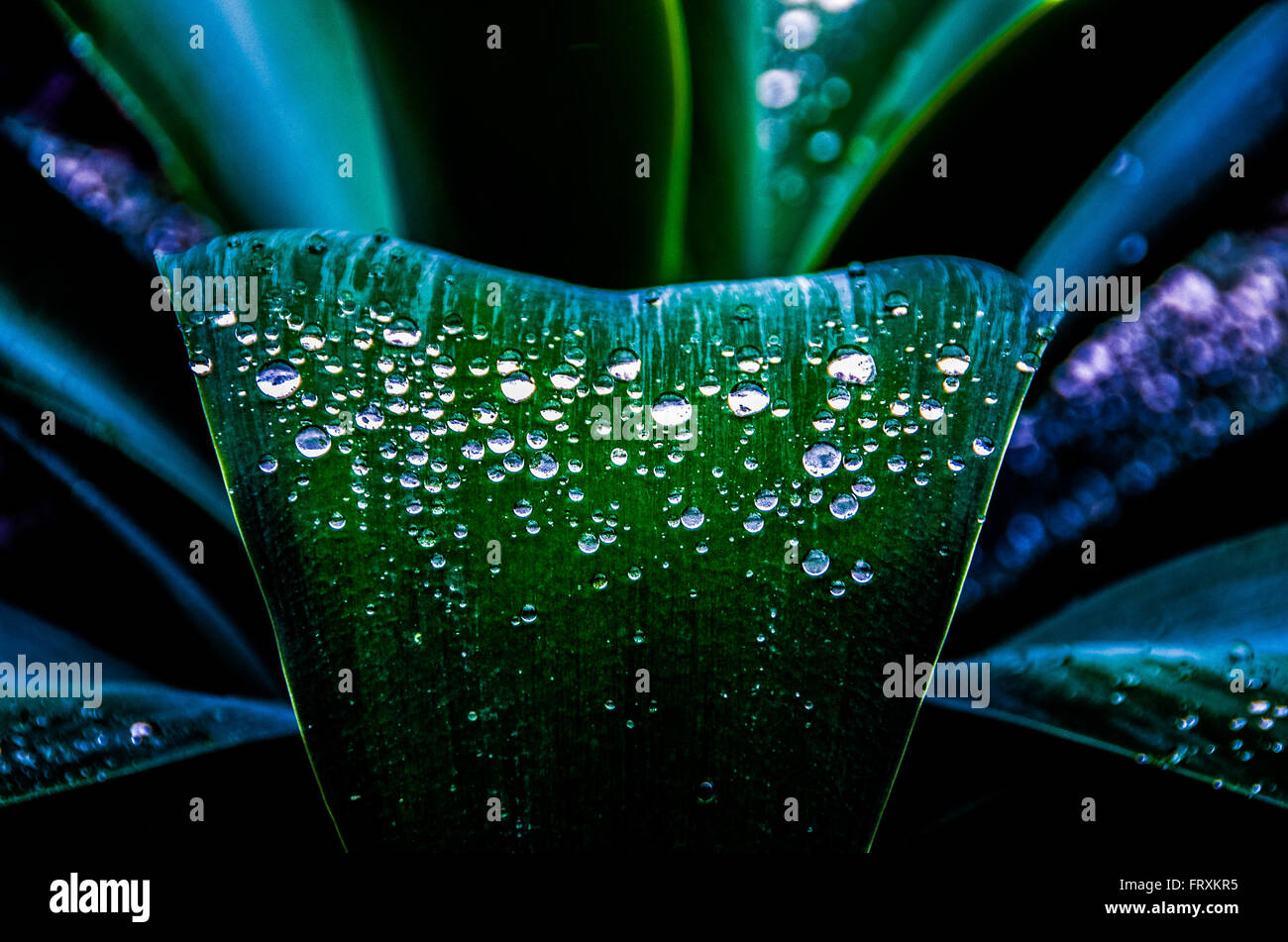 Agave americana houseplant hi-res stock photography and images - Alamy