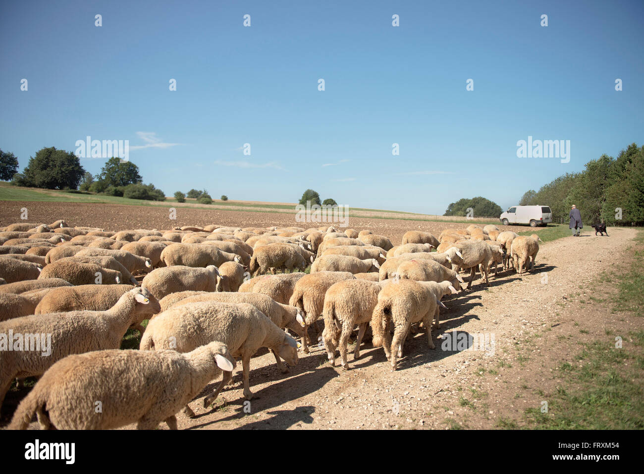 Sheepherd with flock of sheep, former military training area near ...