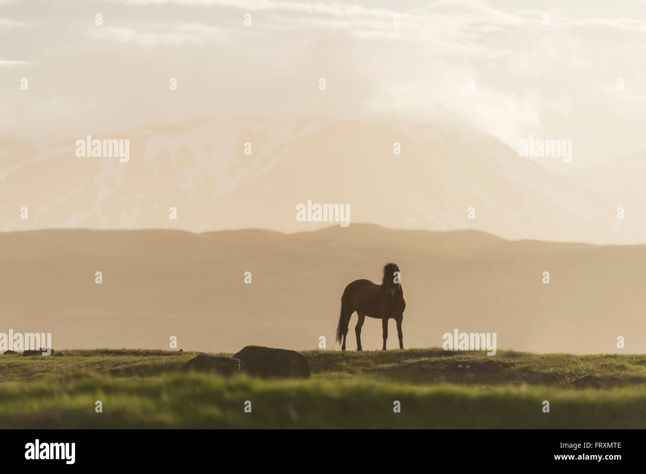 Iceland, Icelandic horse on meadow with volcanoes in background Stock ...