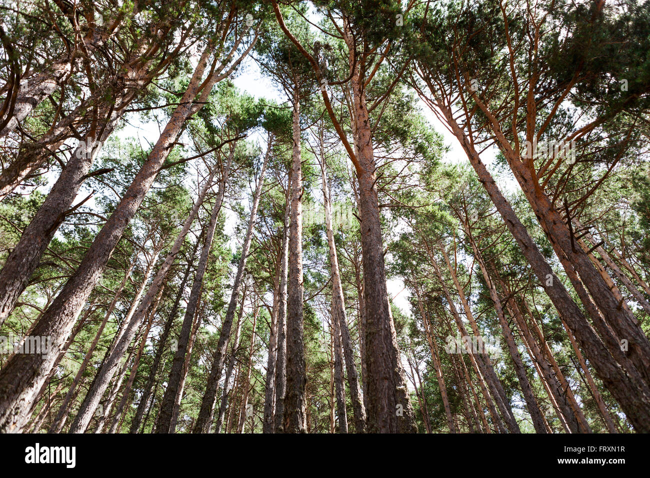 Spain, Bor, tall pine forest seen from below Stock Photo - Alamy