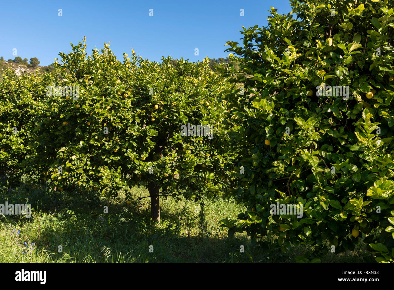 Sicily lemon trees hi-res stock photography and images - Alamy