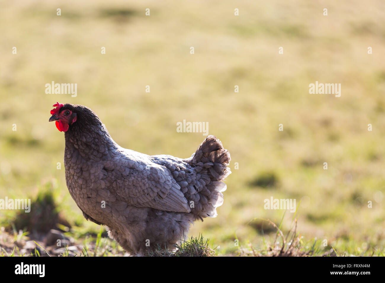 Chicken day hi-res stock photography and images - Alamy