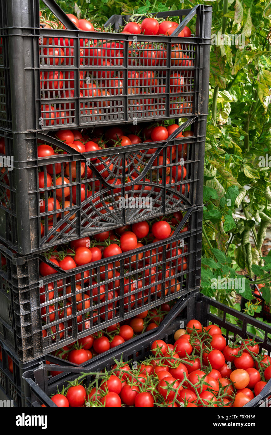 Boxes tomato tomatoes hi-res stock photography and images - Alamy