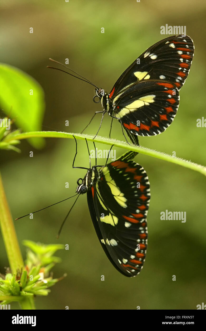 Butterfly perching on blade hi-res stock photography and images - Alamy