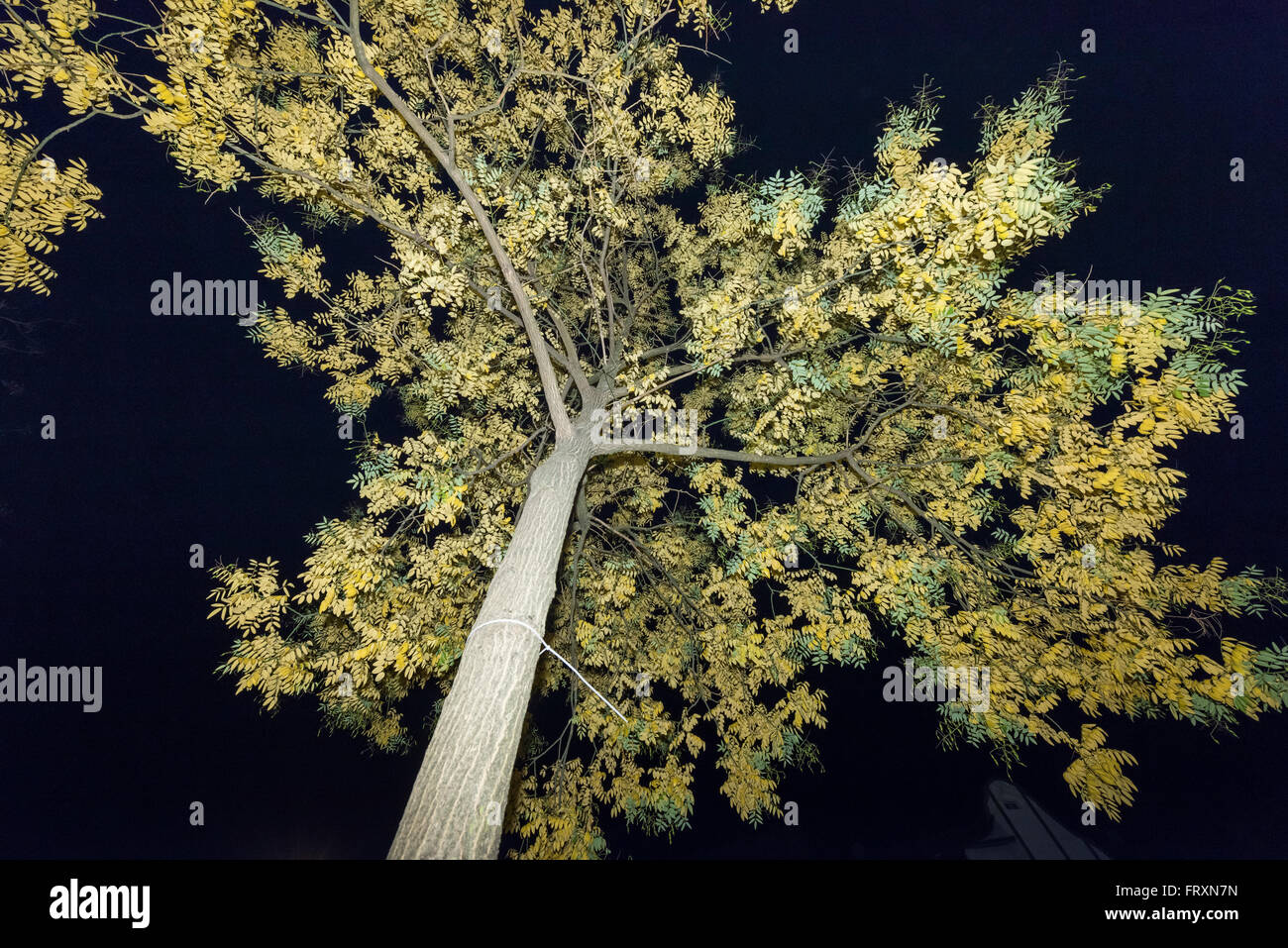 Tree at night, flashed Stock Photo - Alamy