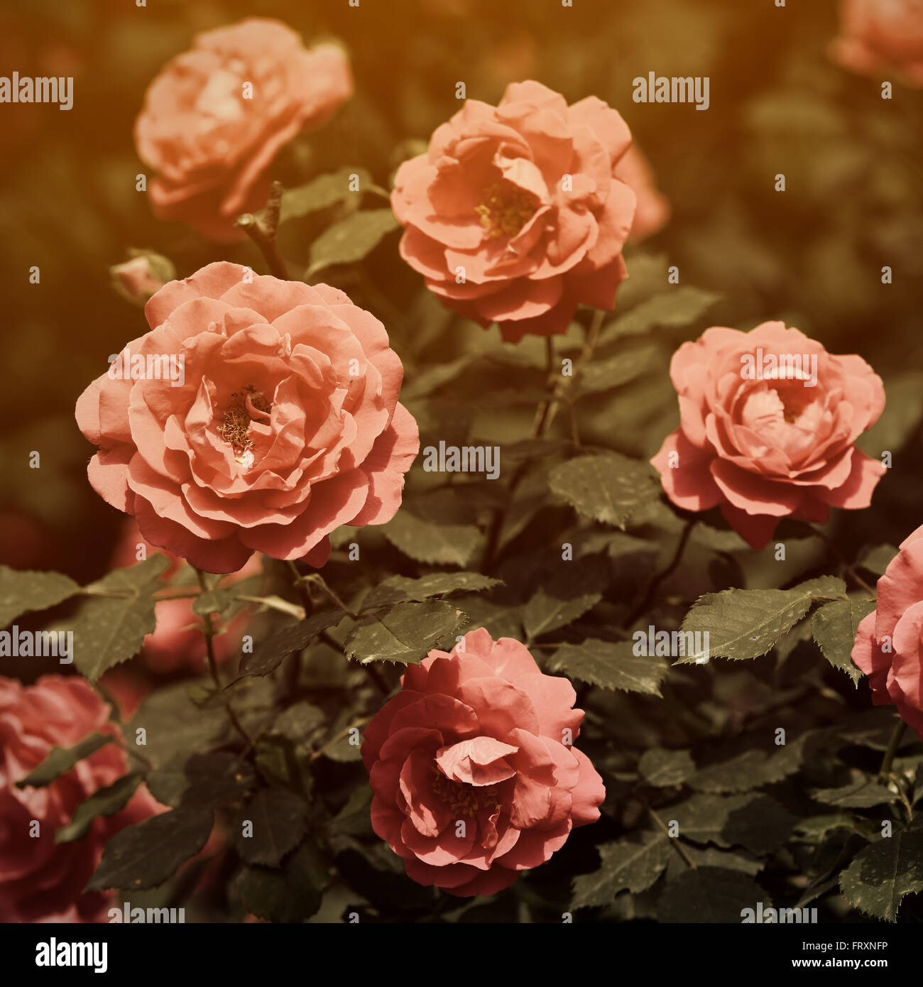Vintage red roses in garden Stock Photo - Alamy