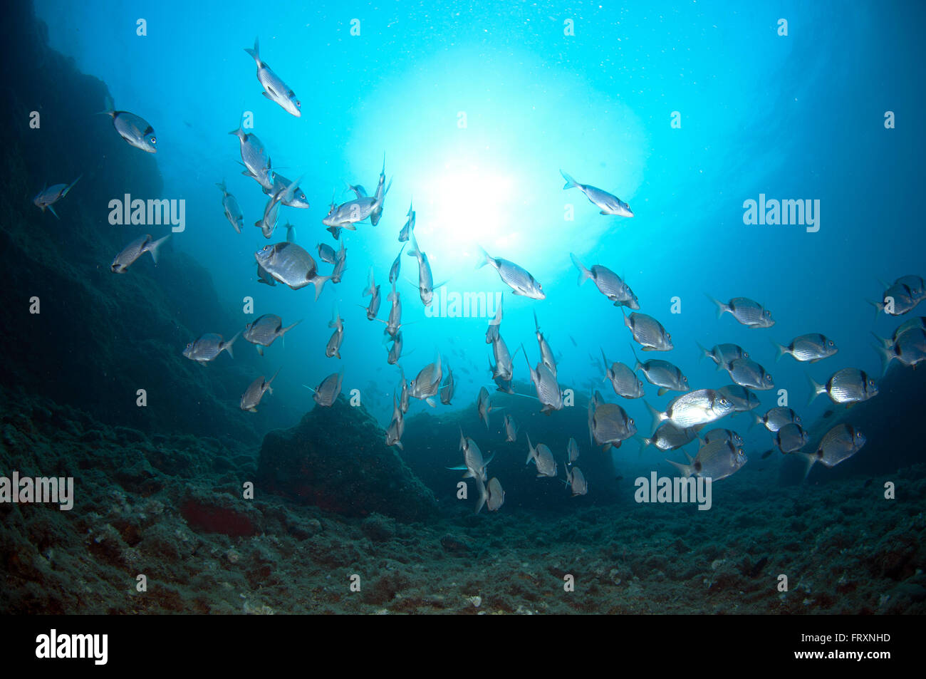shoal of fish swim together to find food Stock Photo - Alamy