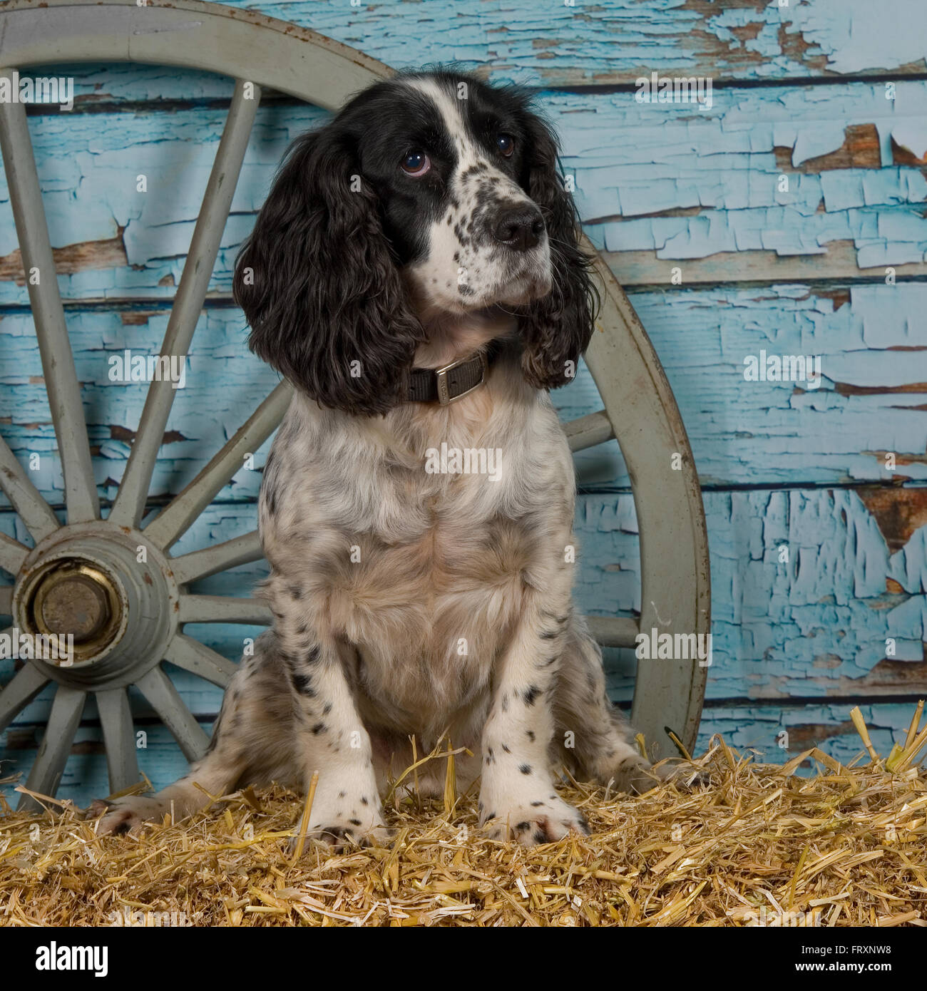 english cocker spaniel Stock Photo - Alamy