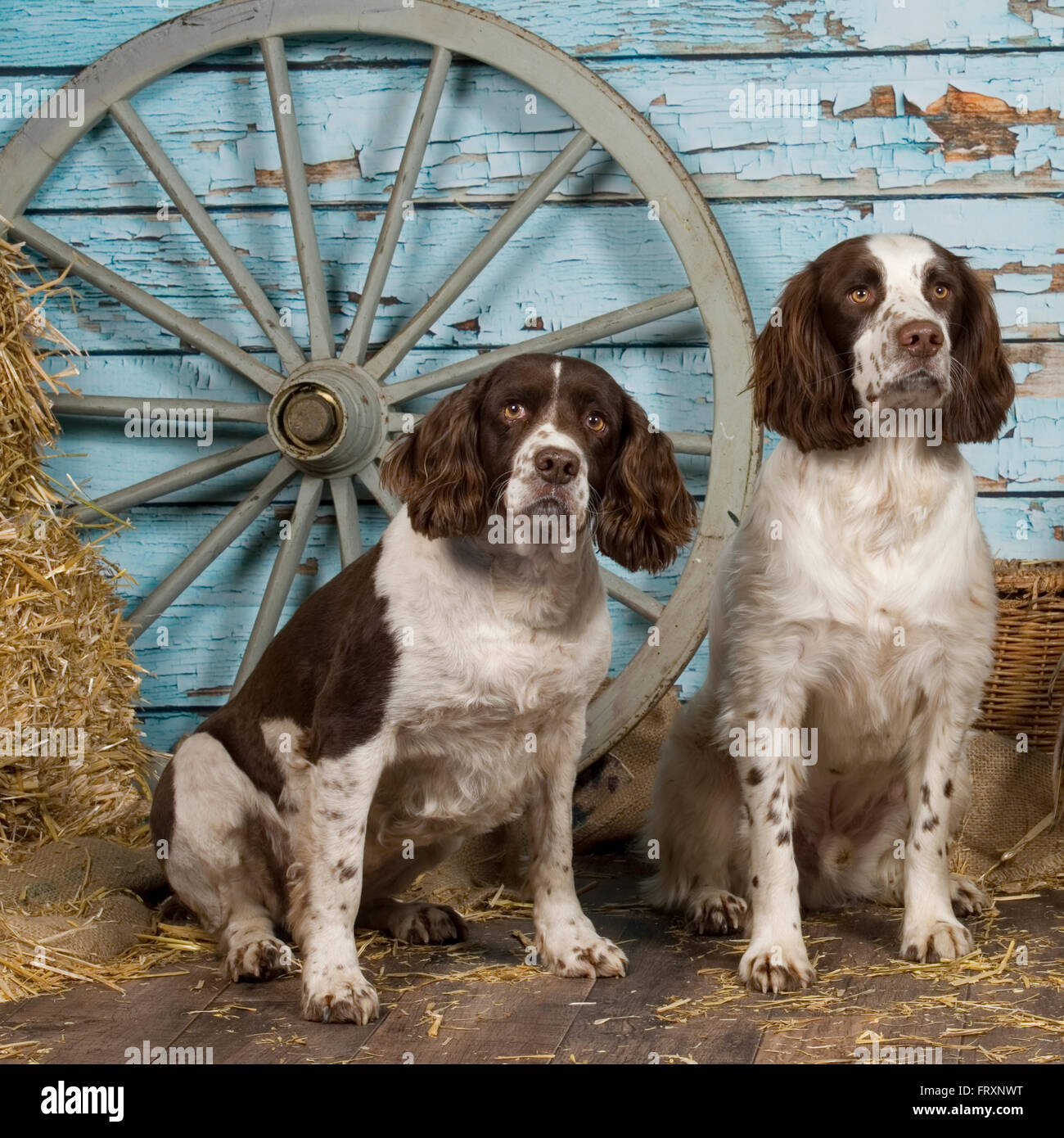two english springer spaniels Stock Photo - Alamy