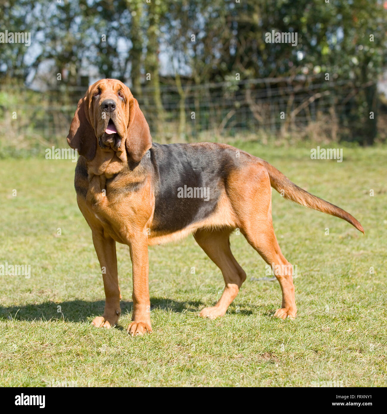 St Hubert Stock Photos & St Hubert Stock Images - Alamy