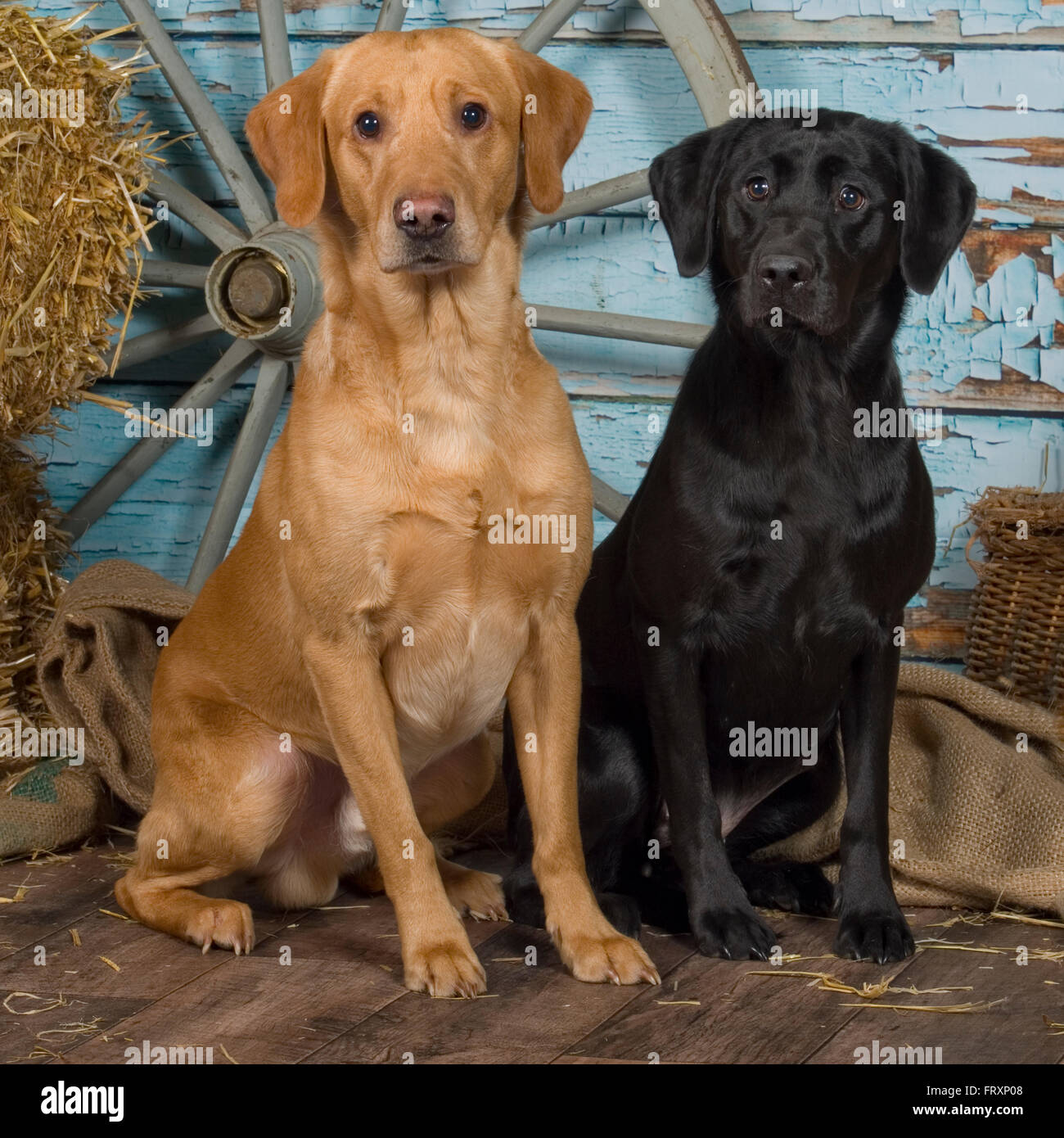 Yellow Dog Labradors High Resolution Stock Photography and Images - Alamy