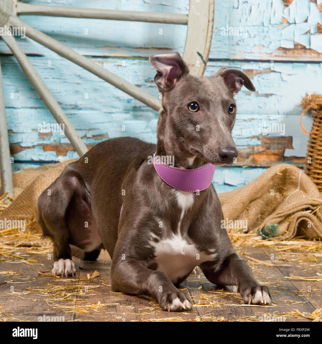 Lurcher Dog Grey High Resolution Stock Photography and Images - Alamy