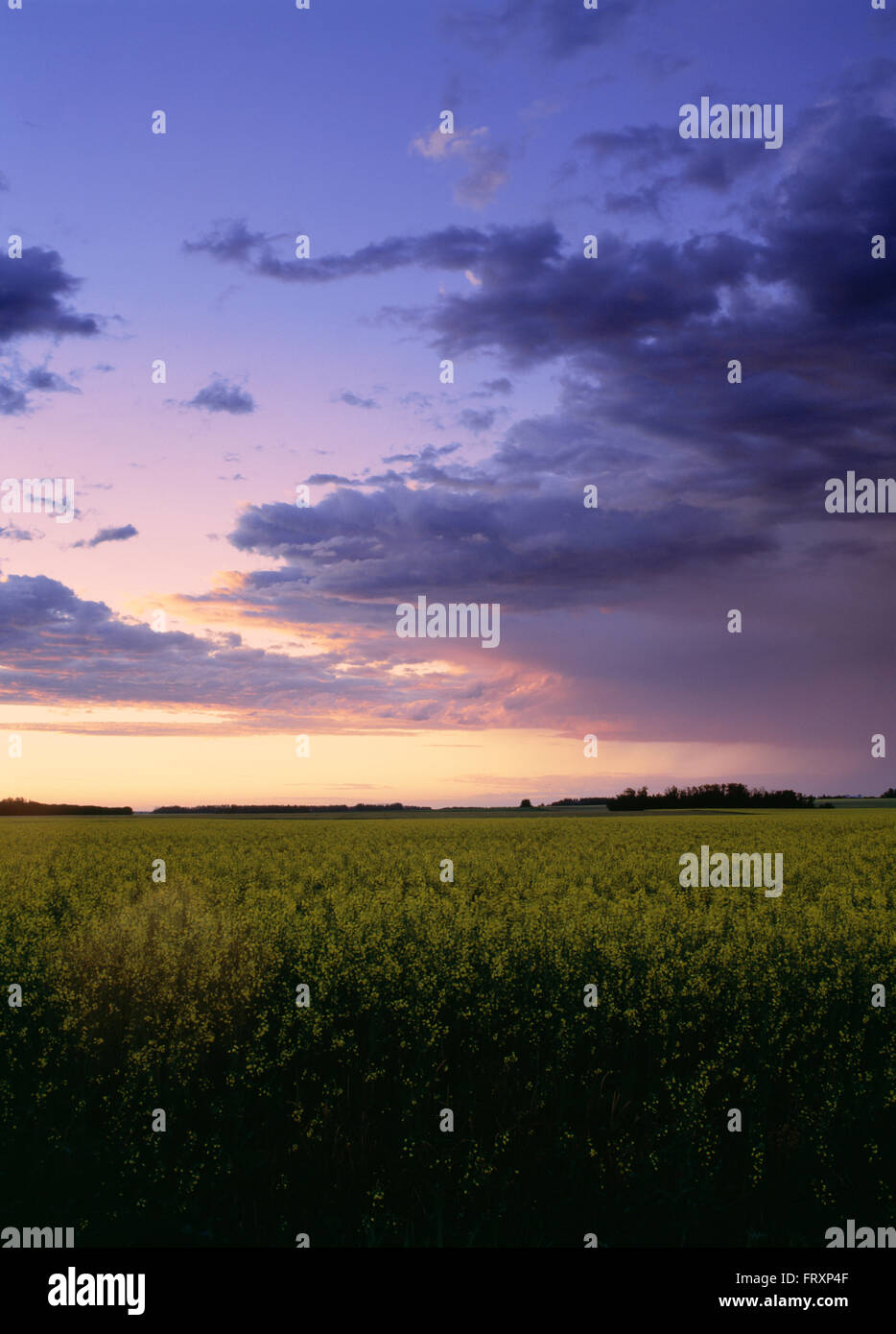 Sunset Over a Canola Field, Alberta, Canada Stock Photo - Alamy